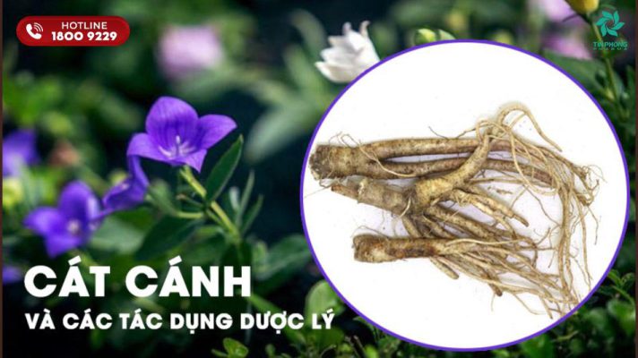 Hướng dẫn sử dụng cát cánh trị ho hiệu quả