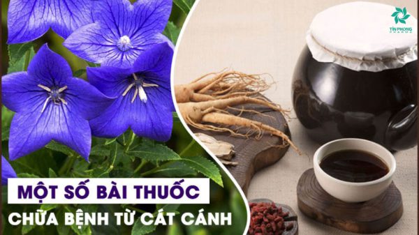 Hướng dẫn sử dụng cát cánh trị ho hiệu quả